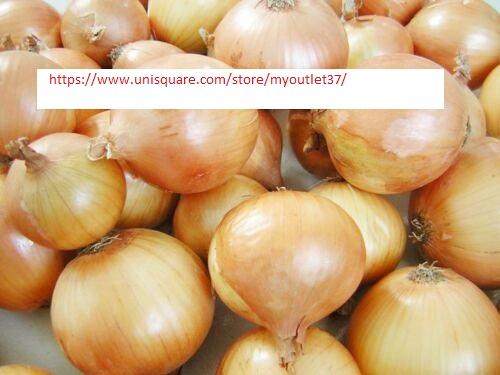 Texas Grano 502 Onion Seeds - NON-GMO - Vegetable Seeds - BOGO For Sale