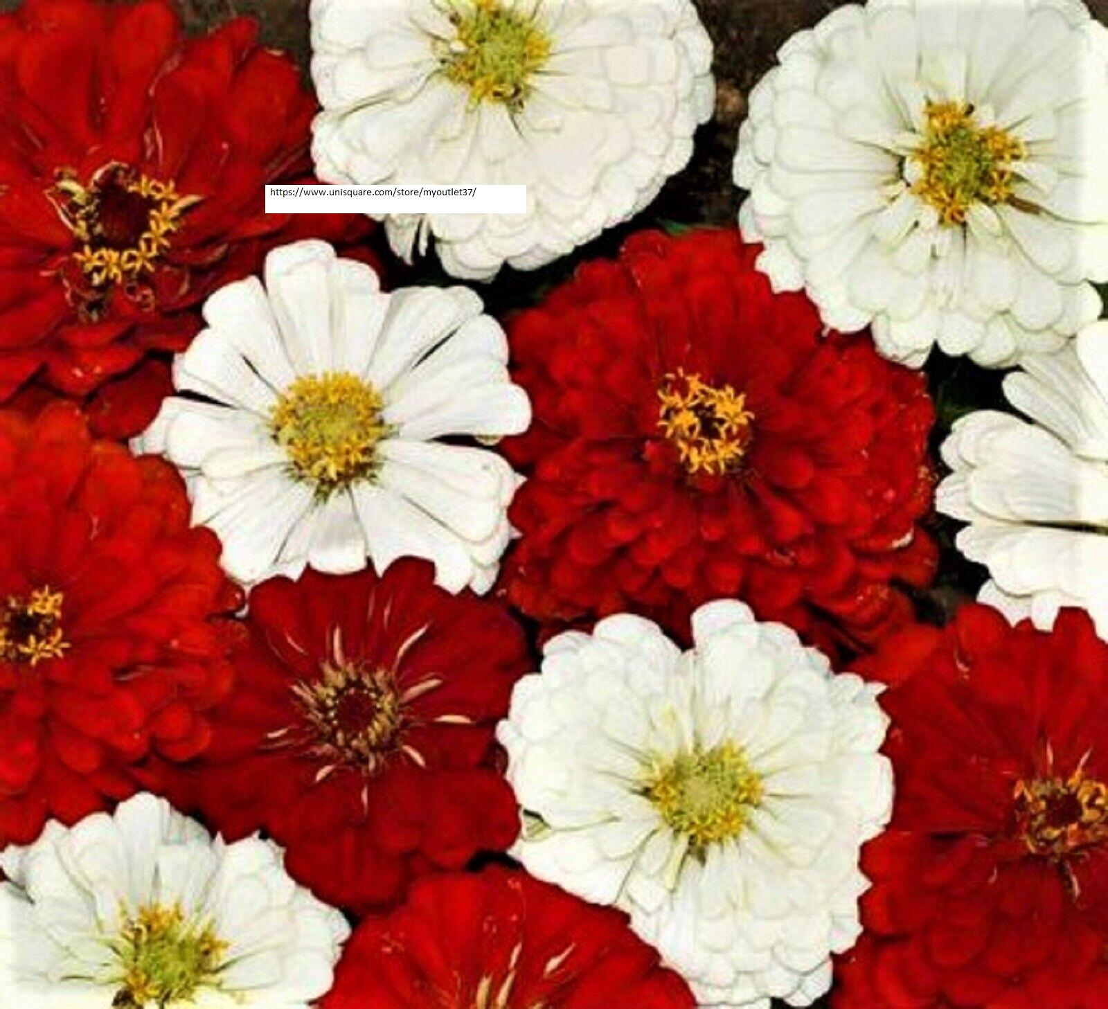 Stop Sign Zinnia Seeds - Flower Seeds - BOGO For Sale